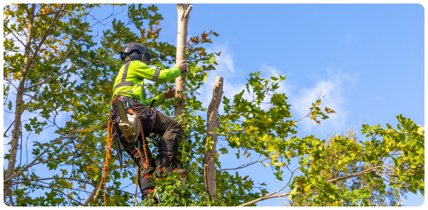 Expert Tree Care Services in Sedona, AZ - Verde Valley Tree Care